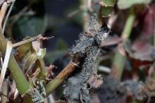 Begonia-Botrytis Blight | Pacific Northwest Pest Management Handbooks