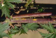 Blackberry (Rubus spp.)-Cane and Leaf Rust | Pacific Northwest Pest ...