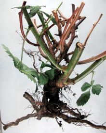 Blackberry (Rubus spp.)-Cane Blight | Pacific Northwest Pest Management ...