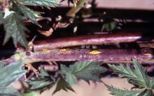 Blackberry (Rubus spp.)-Cane and Leaf Rust | Pacific Northwest Pest ...