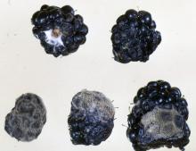 Blackberry (Rubus spp.)-Fruit Rot | Pacific Northwest Pest Management ...