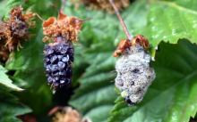 Blackberry (Rubus spp.)-Fruit Rot | Pacific Northwest Pest Management ...
