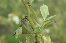 Blueberry (Vaccinium corymbosum)-Mummy Berry | Pacific Northwest Pest ...
