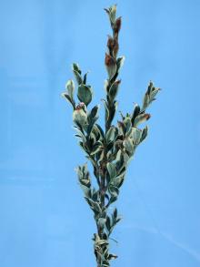 Boxwood (Buxus spp.)-Leaf Spots | Pacific Northwest Pest Management ...