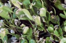 Boxwood (Buxus spp.)-Leaf Spots | Pacific Northwest Pest Management ...