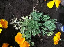 California Poppy (Eschscholzia californica)-Wilt (Fusarium Wilt ...