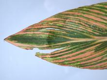 Canna-Viruses | Pacific Northwest Pest Management Handbooks