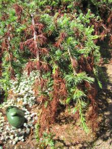 Cedar (Cedrus spp.)-Needle Blight | Pacific Northwest Pest Management ...