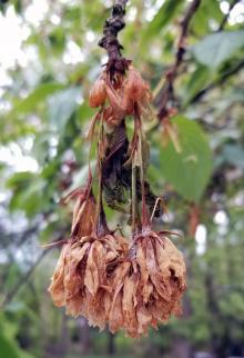 Cherry, Flowering (Prunus spp.)-Brown Rot Blossom Blight | Pacific ...