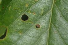 Cherry, Flowering (Prunus spp.)-Shothole (Coryneum Blight) | Pacific ...