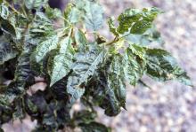 Cherry (Prunus spp.)-Cherry Mottle Leaf | Pacific Northwest Pest ...