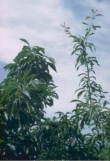 Cherry (Prunus spp.)-Prune Dwarf | Pacific Northwest Pest Management ...