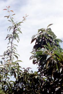 Cherry (Prunus spp.)-Prune Dwarf | Pacific Northwest Pest Management ...