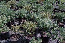 Daphne-Root Rot | Pacific Northwest Pest Management Handbooks