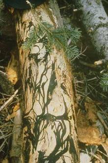 Fir, Douglas and True-Armillaria Root Rot | Pacific Northwest Pest ...