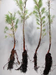Fir, Douglas and True-Hypocotyl Rot and Root Rot | Pacific Northwest ...