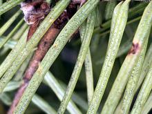 Fir, Douglas (Pseudotsuga menziesii)-Needle Cast, Swiss | Pacific ...