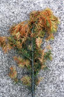 Fir, Douglas (Pseudotsuga menziesii)-Rust | Pacific Northwest Pest ...