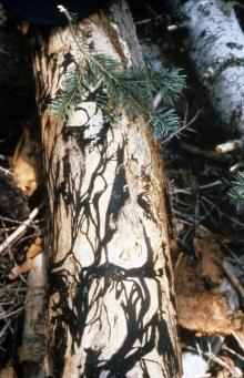 Fir, Douglas and True-Armillaria Root Rot | Pacific Northwest Pest ...