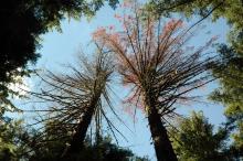 Fir, Douglas and True-Armillaria Root Rot | Pacific Northwest Pest ...