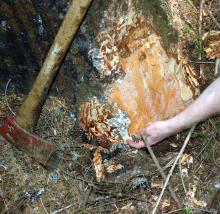 Fir, Douglas and True-Armillaria Root Rot | Pacific Northwest Pest ...