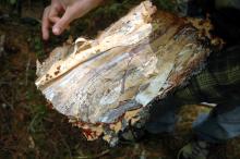 Fir, Douglas and True-Armillaria Root Rot | Pacific Northwest Pest ...