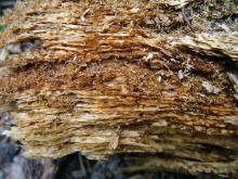 Fir, Douglas and True-Laminated Root Rot | Pacific Northwest Pest ...