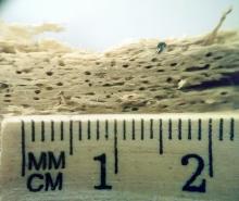 Fir, Douglas and True-Laminated Root Rot | Pacific Northwest Pest ...