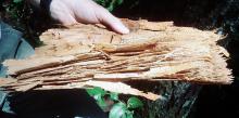 Fir, Douglas and True-Laminated Root Rot | Pacific Northwest Pest ...
