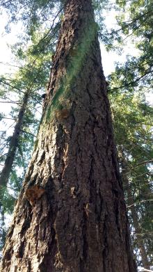 Fir, Douglas and True-Stem Decays (Heart Rots) | Pacific Northwest Pest ...