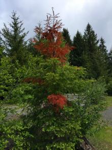 Fir, True (Abies spp.)-Drought Injury | Pacific Northwest Pest ...