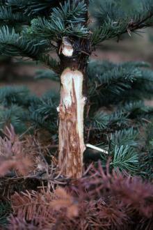 Fir, True (Abies spp.)-Root Rot, Phytophthora | Pacific Northwest Pest ...