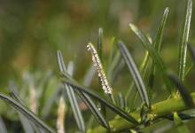 Fir, True (Abies spp.)-Rusts | Pacific Northwest Pest Management Handbooks