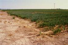 Garlic (Allium sativum)-Rust | Pacific Northwest Pest Management Handbooks