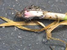 Garlic (Allium sativum)-White Rot | Pacific Northwest Pest Management ...