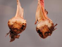 Gladiolus-Fusarium Yellows and Corm Rots | Pacific Northwest Pest ...