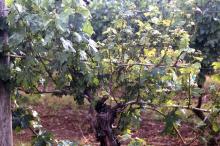 Grape (Vitis spp.)-Eutypa Dieback | Pacific Northwest Pest Management ...