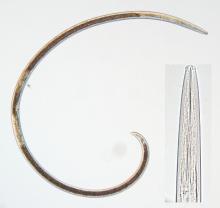 Grape (Vitis spp.)-Nematode, Dagger | Pacific Northwest Pest Management ...