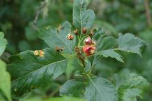 Hawthorn (Crataegus spp.)-Rusts | Pacific Northwest Pest Management ...