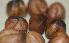 Hazelnut (Corylus avellana)-Kernel Molds | Pacific Northwest Pest ...