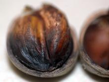 Hazelnut (Corylus avellana)-Kernel Molds | Pacific Northwest Pest ...