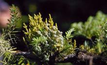 Hemlock (Tsuga spp.)-Dwarf Mistletoe | Pacific Northwest Pest ...