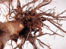 Holly (Ilex spp.)-Phytophthora Root Rot | Pacific Northwest Pest ...