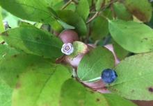Huckleberry (Vaccinium spp.)-Mummy Berry | Pacific Northwest Pest ...