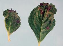 Hydrangea-Powdery Mildew | Pacific Northwest Pest Management Handbooks