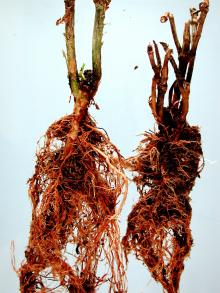 Hydrangea-Root Rot | Pacific Northwest Pest Management Handbooks