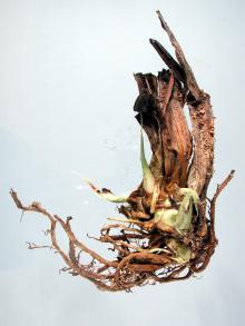 Iris, Bulbous and Rhizomatous (Iris spp.)-Crown Rot | Pacific Northwest ...