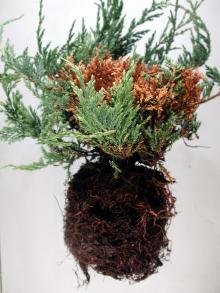Juniper (Juniperus spp.)-Phytophthora Root Rot | Pacific Northwest Pest ...