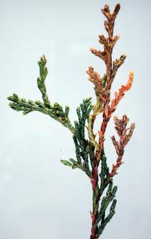 Juniper (Juniperus spp.)-Twig Blight | Pacific Northwest Pest ...