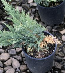 Juniper (Juniperus spp.)-Twig Blight | Pacific Northwest Pest ...